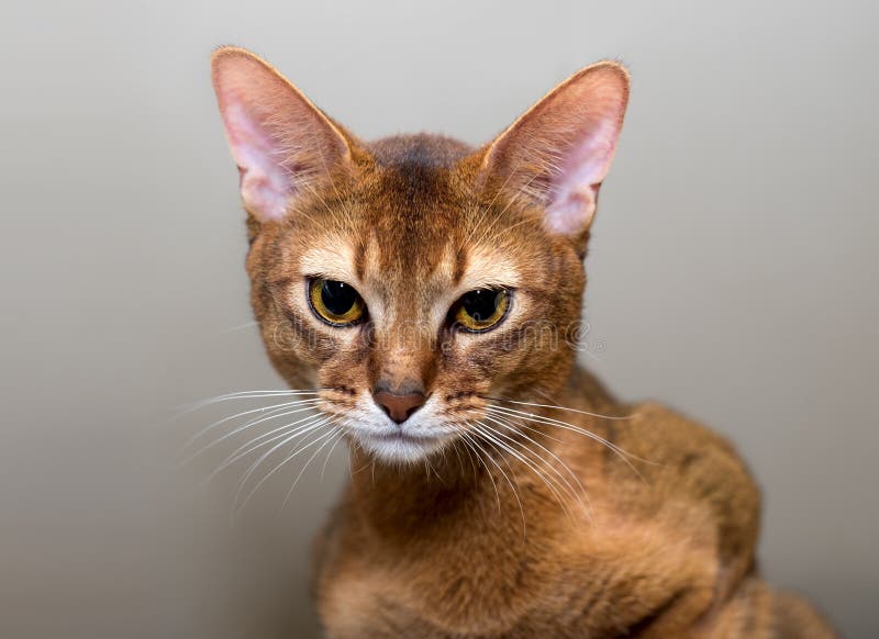 Purebred abyssinian cat stock image. Image of babbie - 66956967