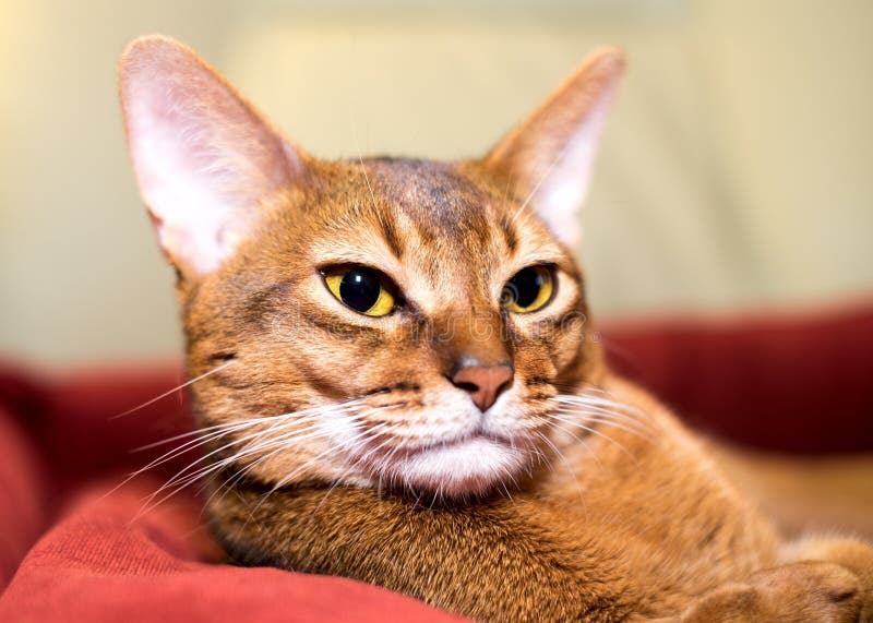Purebred abyssinian cat stock image. Image of animal - 70367889