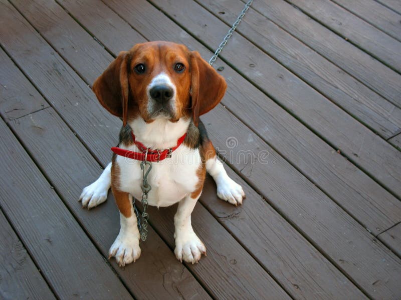 Purebred beagle stock photo. Image of chain, collar, ground - 4107110