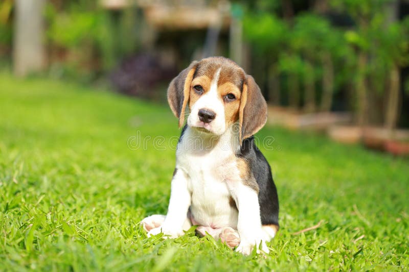 Purebred Beagle Dog Looking for Somthing Stock Photo - Image of adult ...