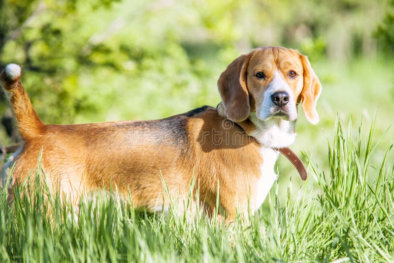 Purebred beagle stock photo. Image of chain, collar, ground - 4107110