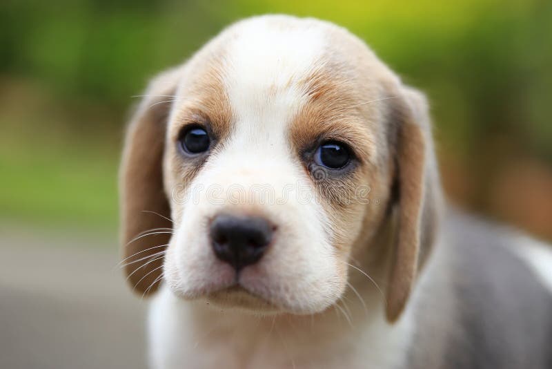 Purebred Beagle Puppy is Learning the World Stock Photo - Image of view ...