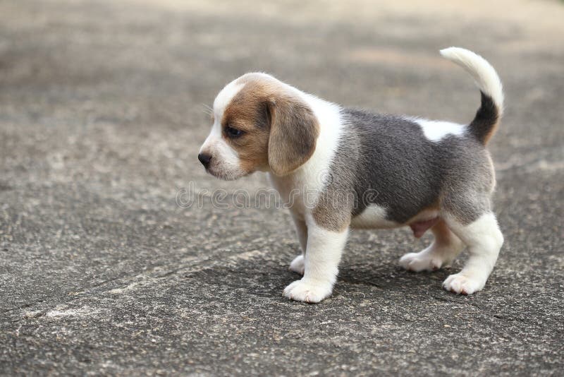 Purebred Beagle Puppy is Learning the World Stock Photo - Image of ...