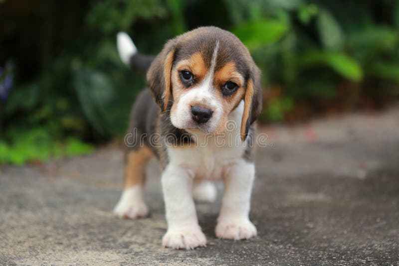 Purebred Beagle Puppy is Learning the World Stock Image - Image of ...