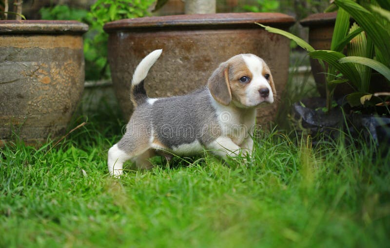 Purebred Beagle Puppy is Learning the World Stock Photo - Image of ...