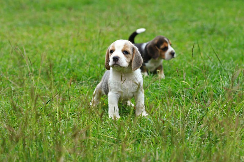 Purebred Beagle Puppy is Learning the World Stock Image - Image of ...