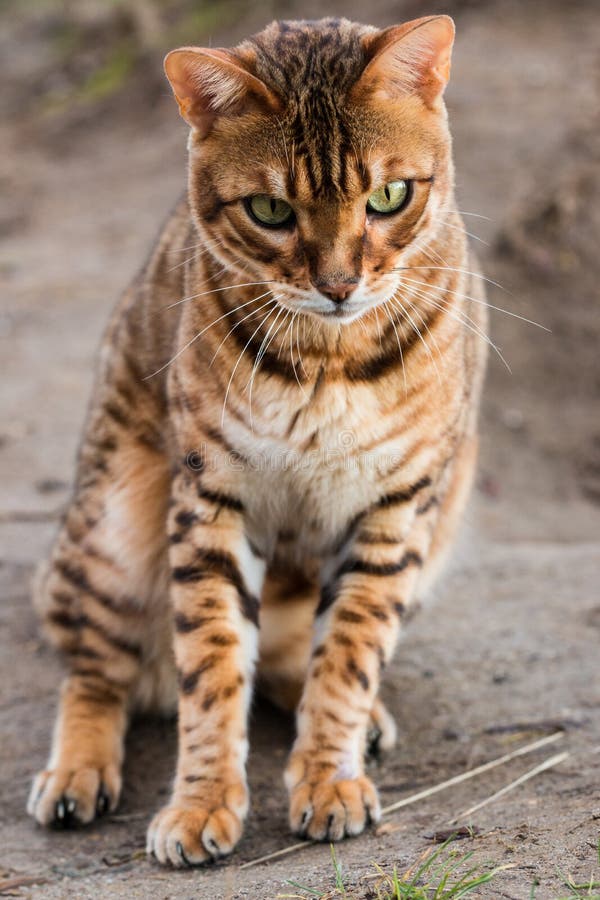 Purebred Bengal cat stock photo. Image of lovable, playful - 64289764