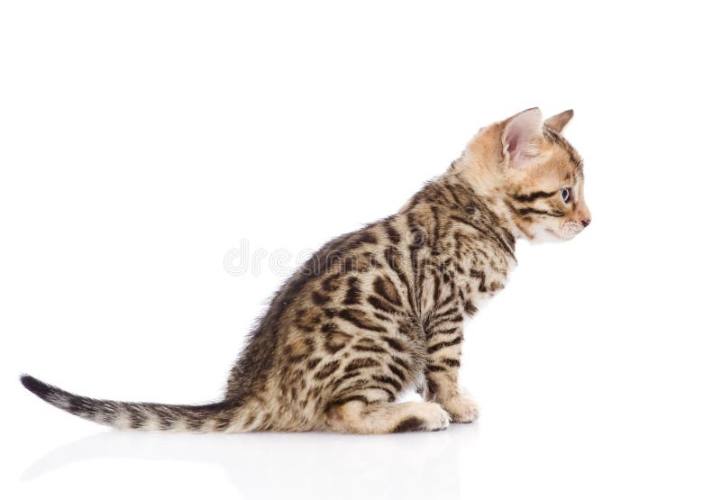Purebred Bengal Kitten Sitting in Profile. Isolated on White Stock ...
