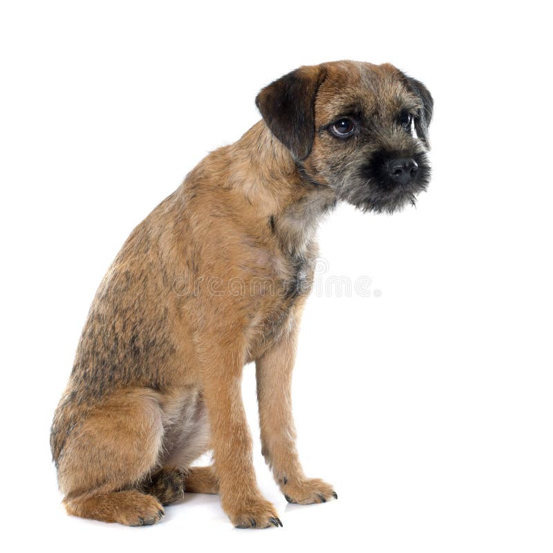 Purebred border terrier stock image. Image of hunting - 63834203