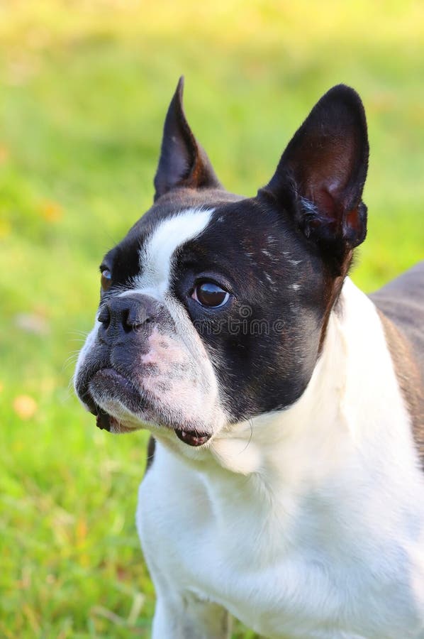 Purebred Boston Terrier in Nature Stock Photo - Image of hound ...