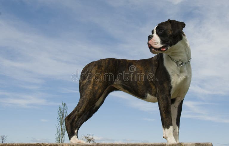 Purebred boxer stock photo. Image of guard, table, brown - 4919970
