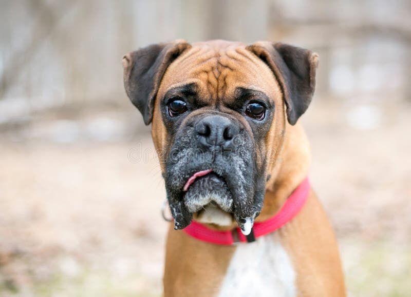 A Purebred Boxer Dog with a Funny Expression Stock Image - Image of ...