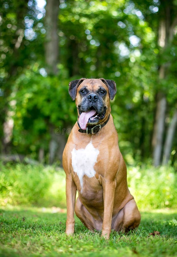 A Purebred Boxer Dog with a Huge Tongue Panting Stock Image - Image of ...