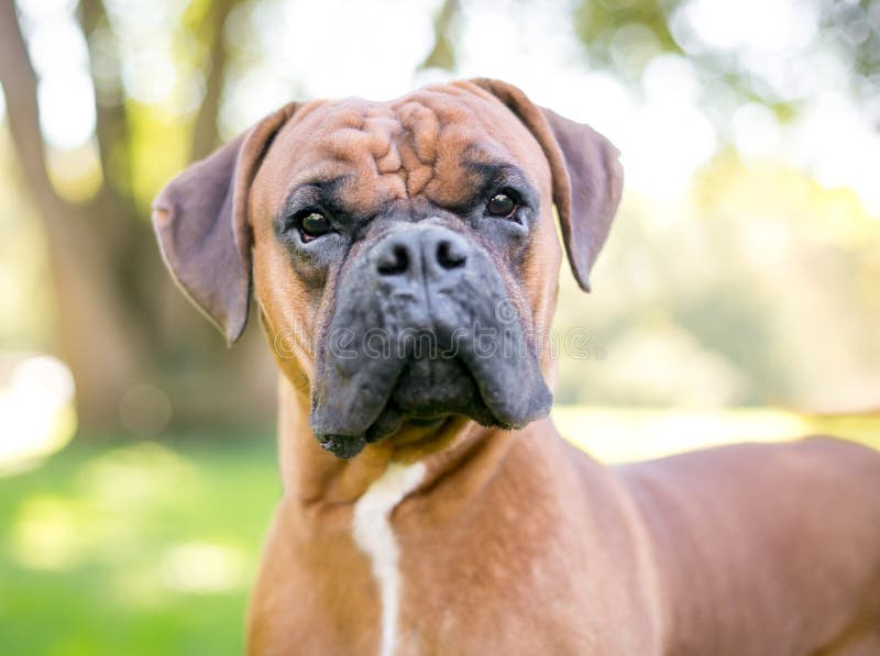 A Purebred Boxer Dog Outdoors Stock Photo - Image of interested ...