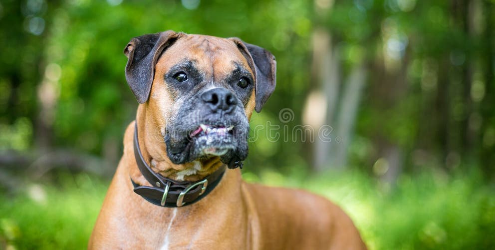 A Purebred Boxer Dog with an Underbite Stock Photo - Image of grinning ...