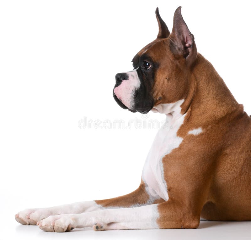 905 Boxer Laying Stock Photos - Free & Royalty-Free Stock Photos from ...