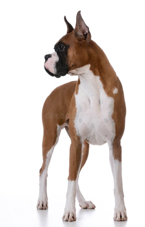 Purebred boxer stock image. Image of breed, pedigree - 48442443