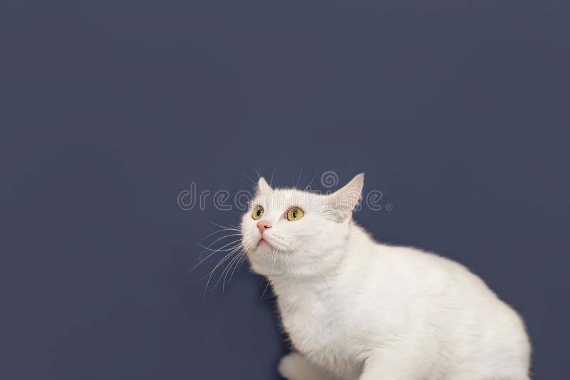 Purebred British Cat on a Blue Background. Copy Space Stock Photo ...