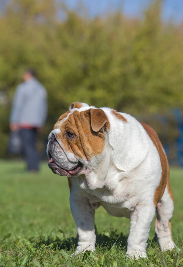 Purebred Bulldog Standing on of Green Grass Stock Photo - Image of ...