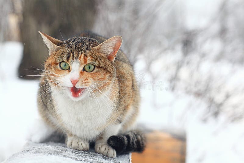 Purebred cat stock image. Image of mouth, animal, mammal - 58530333