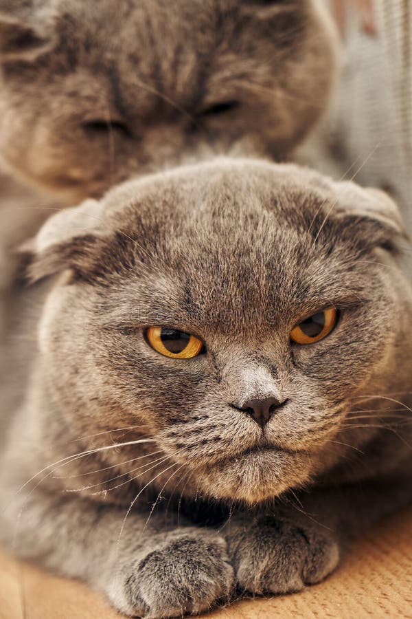 Cats Having Sex Close Up Video Stock Photos - Free & Royalty-Free Stock ...