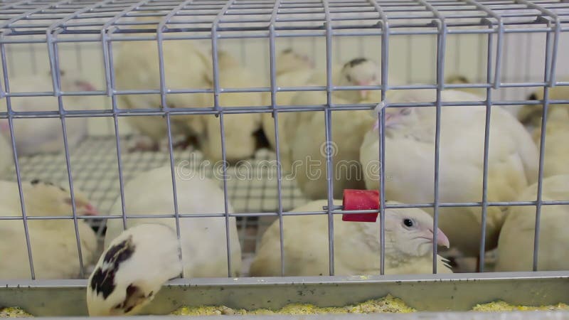 A Purebred Chicken Pecking at Grain Stock Video - Video of farm ...