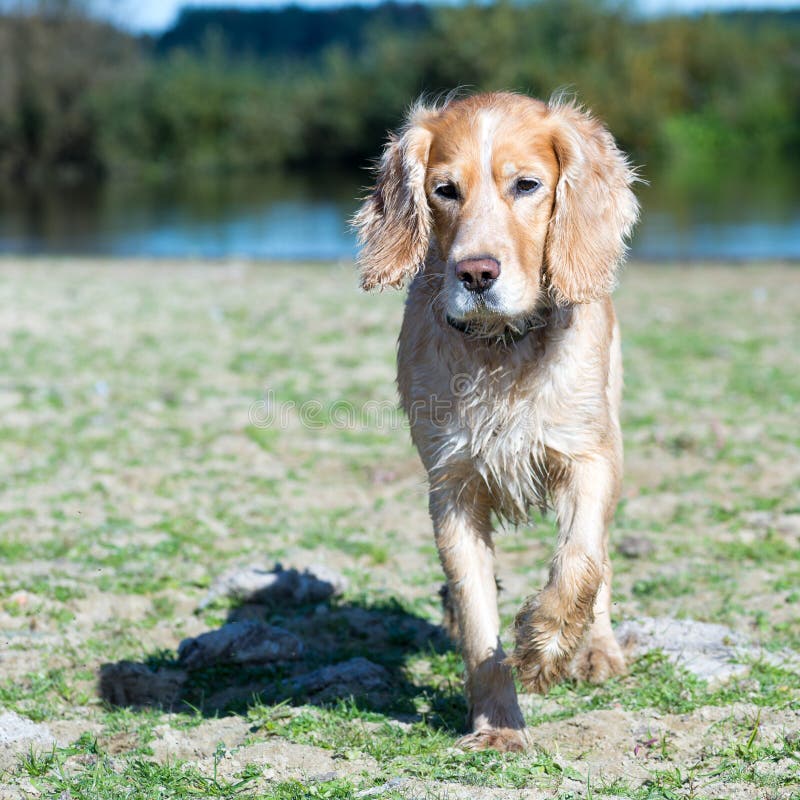 Purebred Cocker Spaniel Puppies, with Their Parents, Pose To the ...