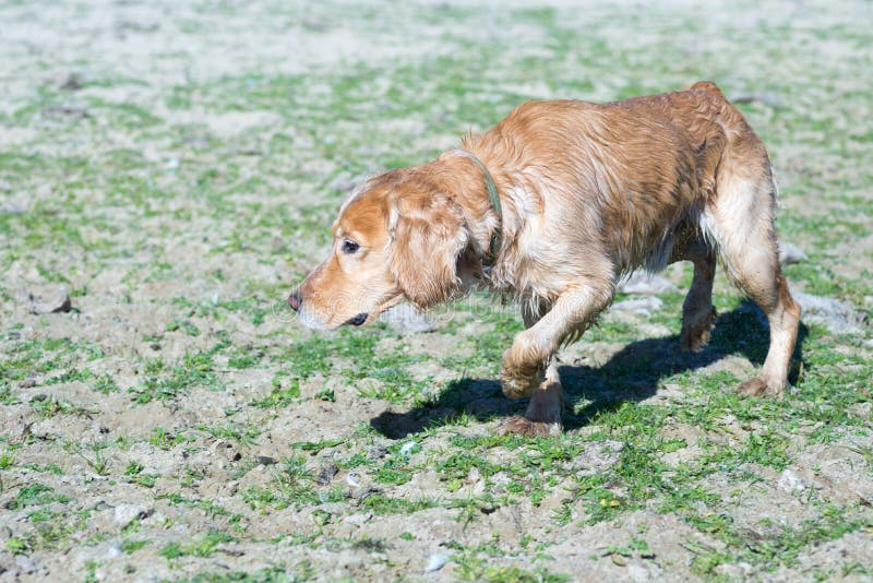 Purebred Cocker Spaniel Puppies Posing To a Photographer on a Sofa ...