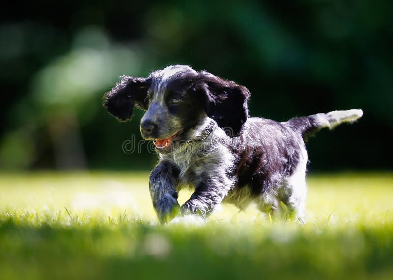 Purebred cocker spaniel stock image. Image of outdoors - 36658661