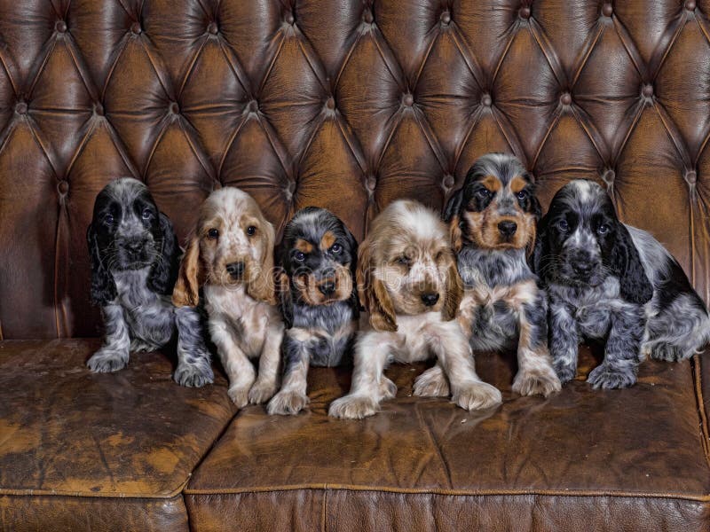Purebred Cocker Spaniel Puppies Posing To a Photographer on a Sofa ...