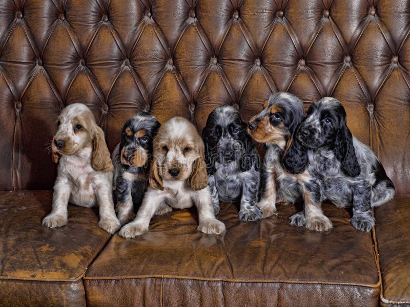 Purebred Cocker Spaniel Puppies Posing To a Photographer on a Sofa ...