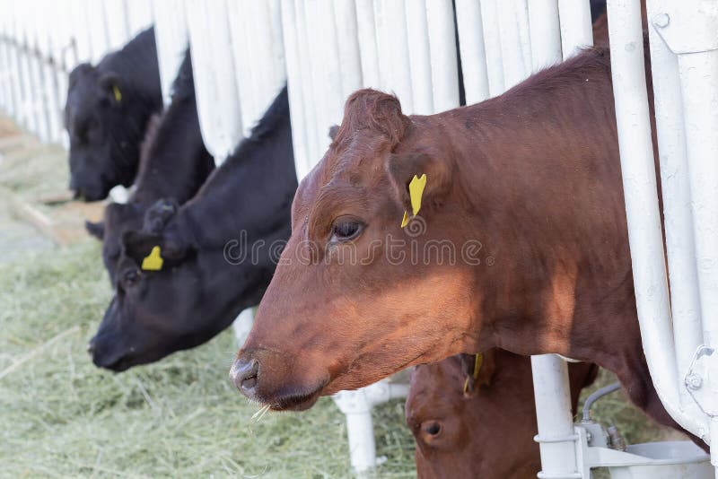 Purebred Cows during Feeding on a Farm Stock Image - Image of industry ...