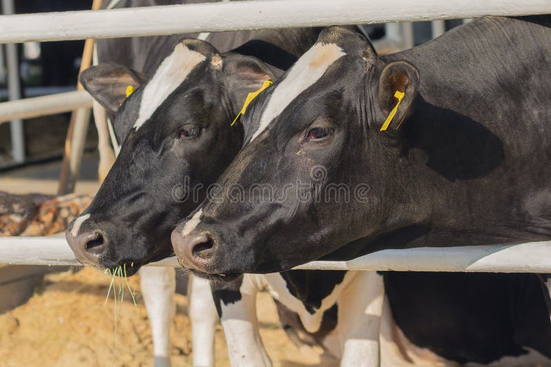 Purebred Cows in a Stable on the Farm Stock Image - Image of cowshed ...
