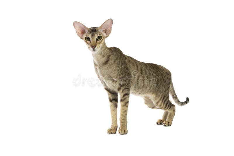 Purebred Cute Siamese Cat Studio Shot Stock Image - Image of interested ...