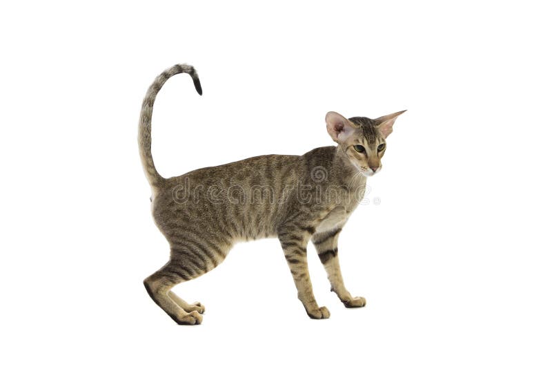 Purebred Cute Siamese Cat Studio Shot Stock Photo - Image of animal ...