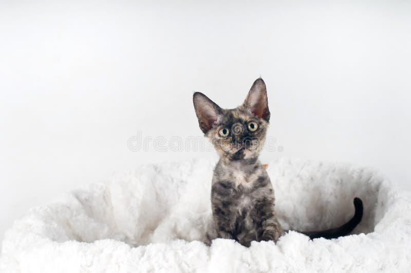 Purebred devon rex kitten stock photo. Image of basket - 79534140