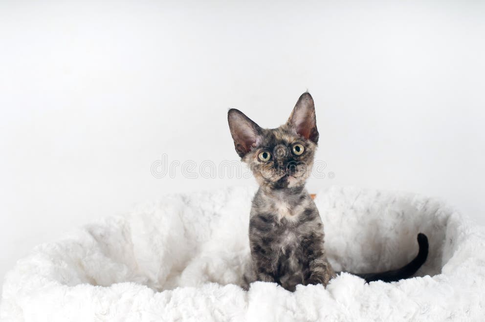 Purebred devon rex kitten stock photo. Image of basket - 79534140