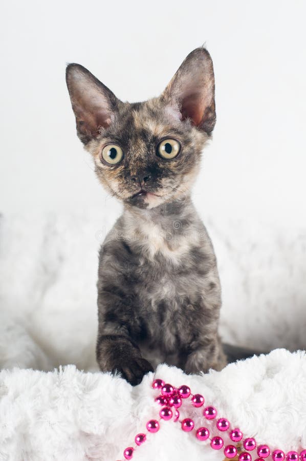Purebred devon rex kitten stock photo. Image of kitten - 79535734