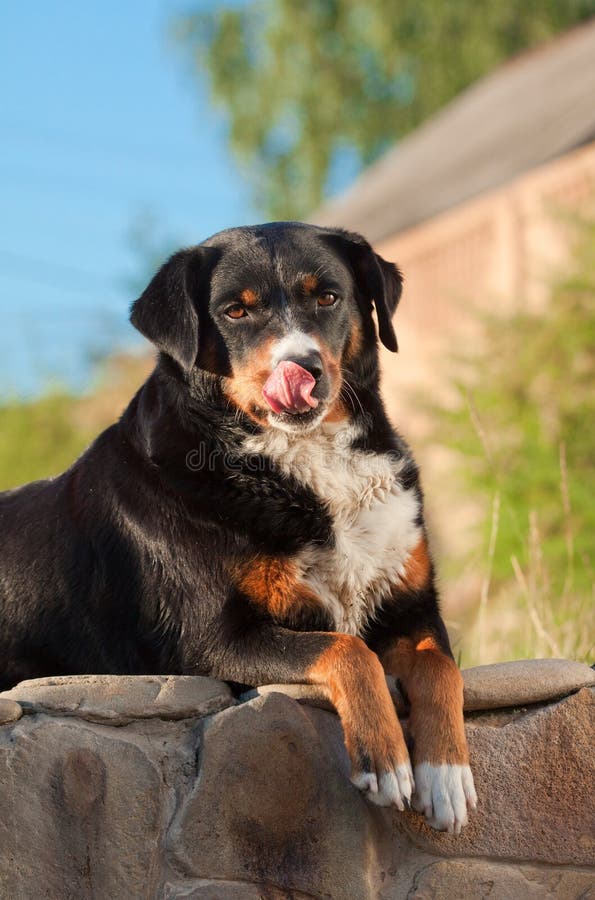 Purebred dog stock image. Image of natural, hunt, servant - 25172767