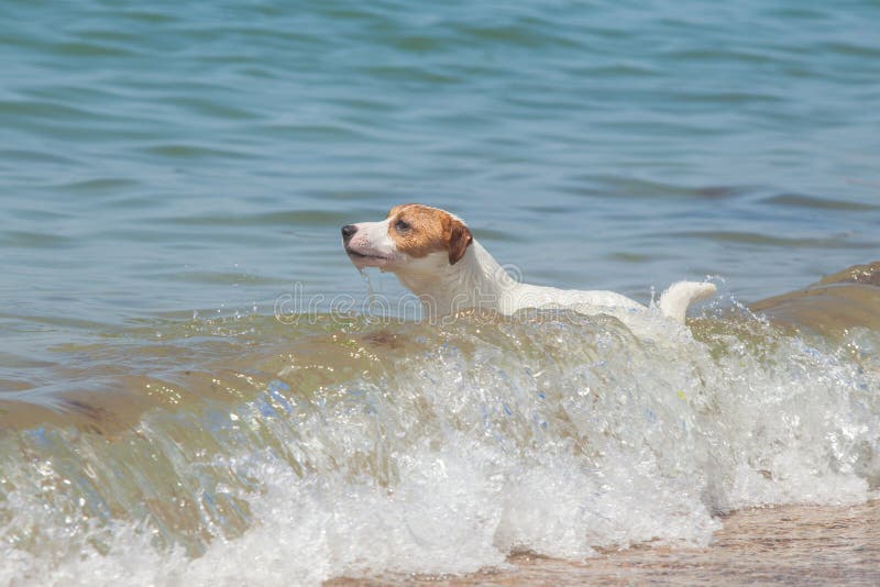Purebred Dog Jack Russell Terrier Stock Photo - Image of water, animals ...