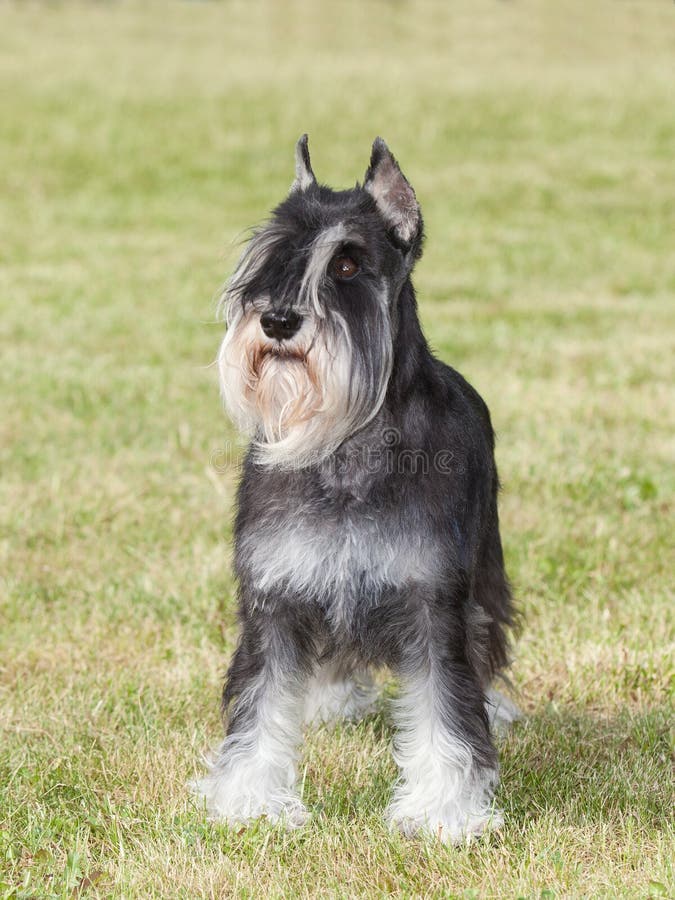 Purebred Dog Miniature Schnauzer Stock Image - Image of protection ...