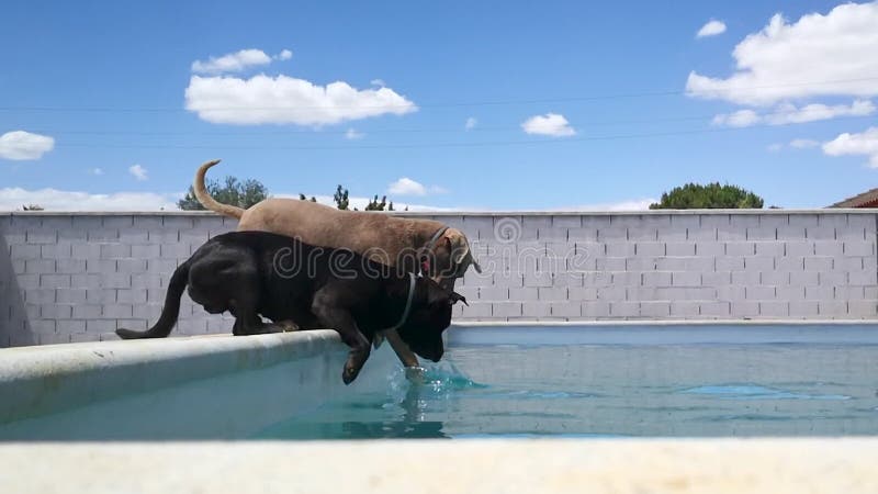 Purebred Dogs Playing in the Pool with Ball a Summer Day Stock Video ...