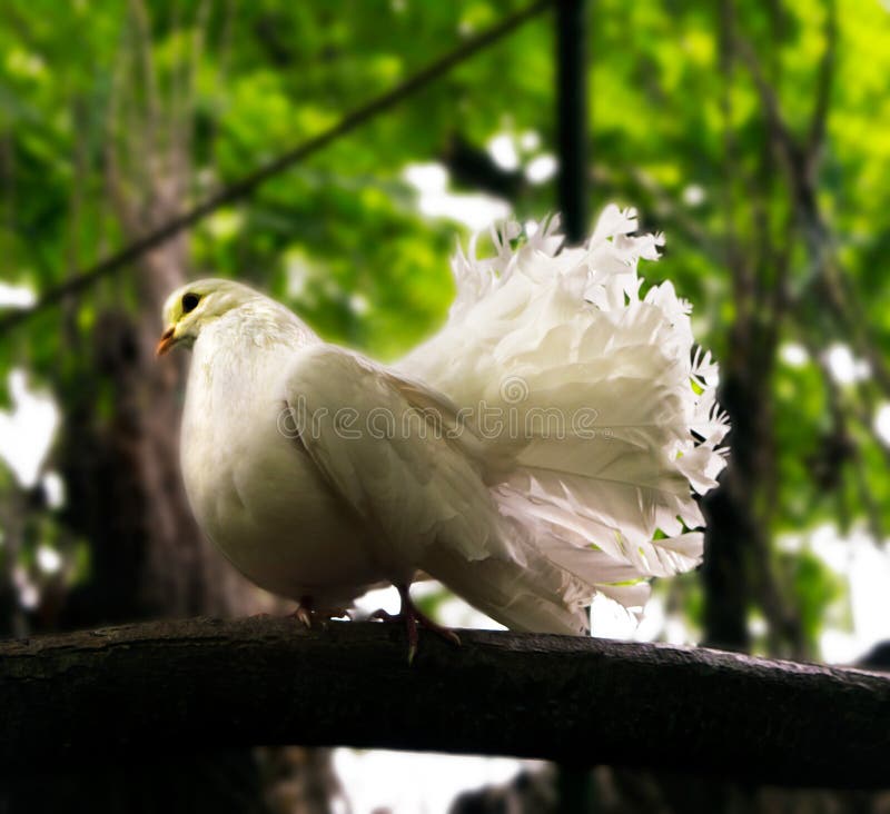 Purebred Dove on a Tree Branch Stock Image - Image of avian, animal ...