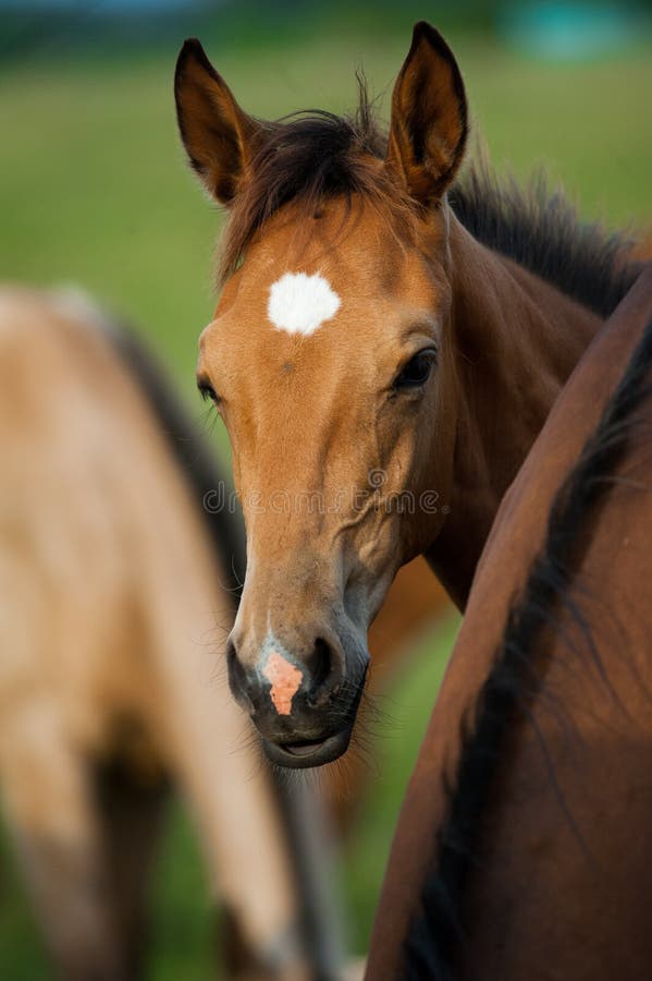 Purebred foal portrait stock photo. Image of beauty, grazing - 74925210