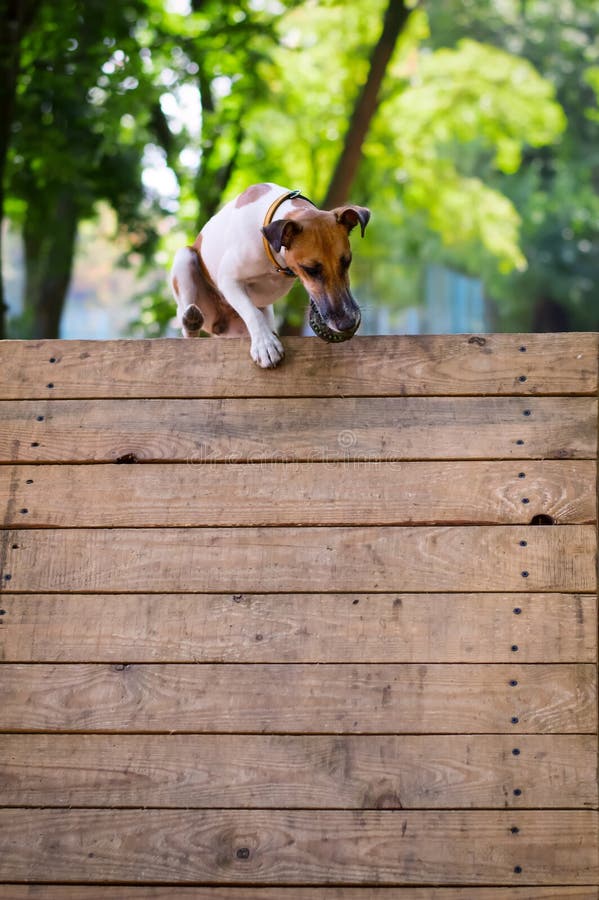 Purebred Fox Terrier Dog Jumps Over Barrier Stock Photo - Image of ...