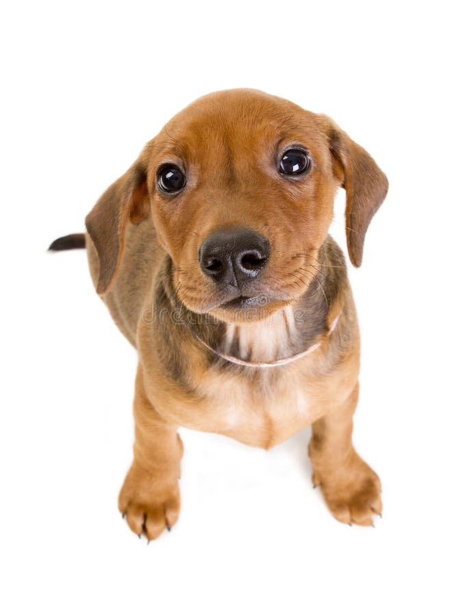Purebred German Pinscher Puppy Stock Photo - Image of doggy, white ...