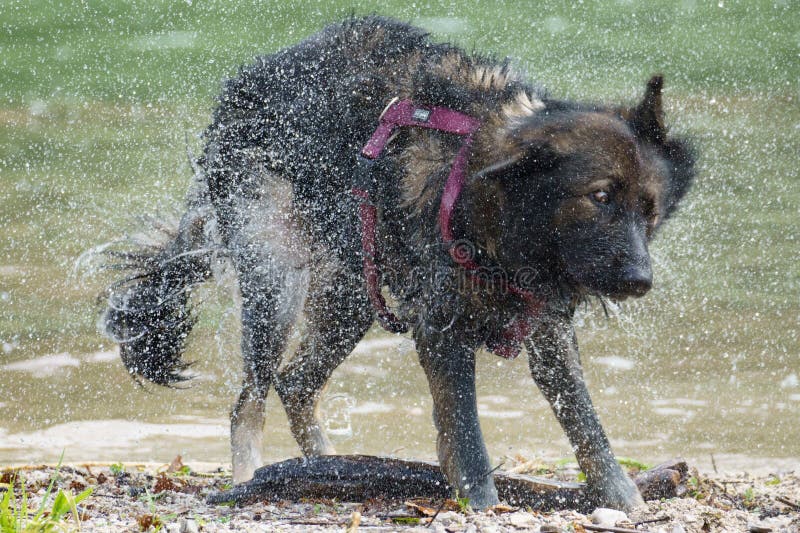 A Purebred German Shepard Dog Shaking Off the Water Stock Image - Image ...