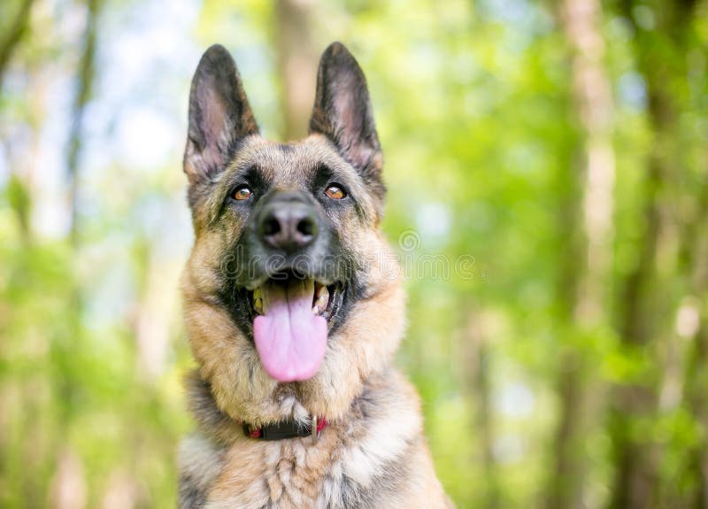 A Purebred German Shepherd Dog with a Happy Expression Stock Photo ...