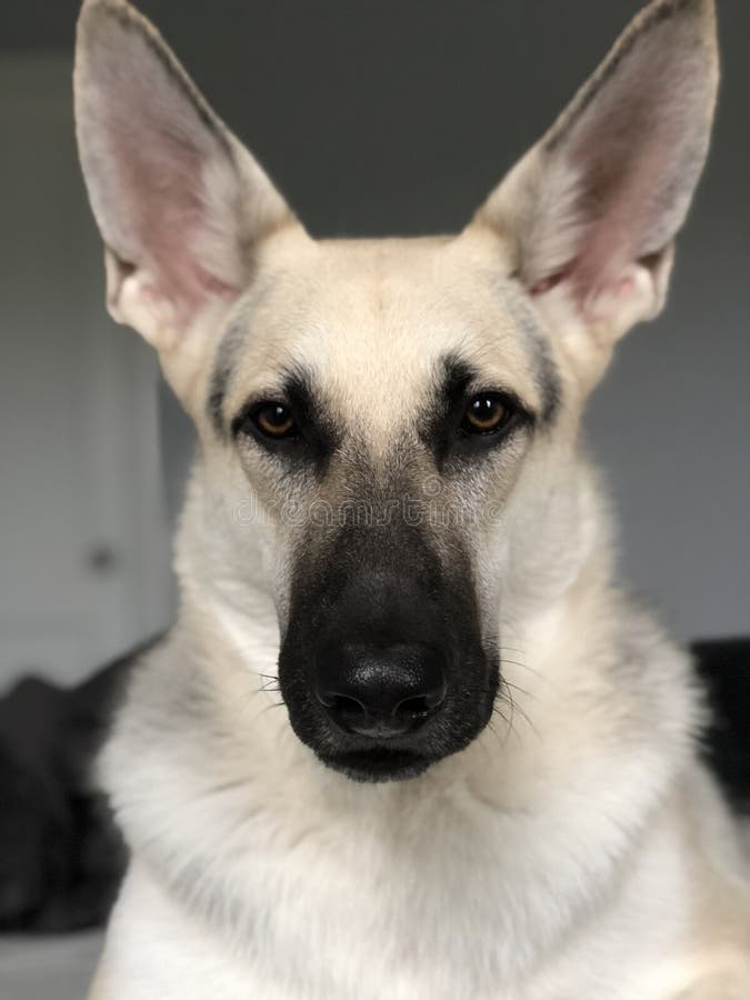 Purebred German Shepherd Stare Stock Image - Image of german, handsome ...