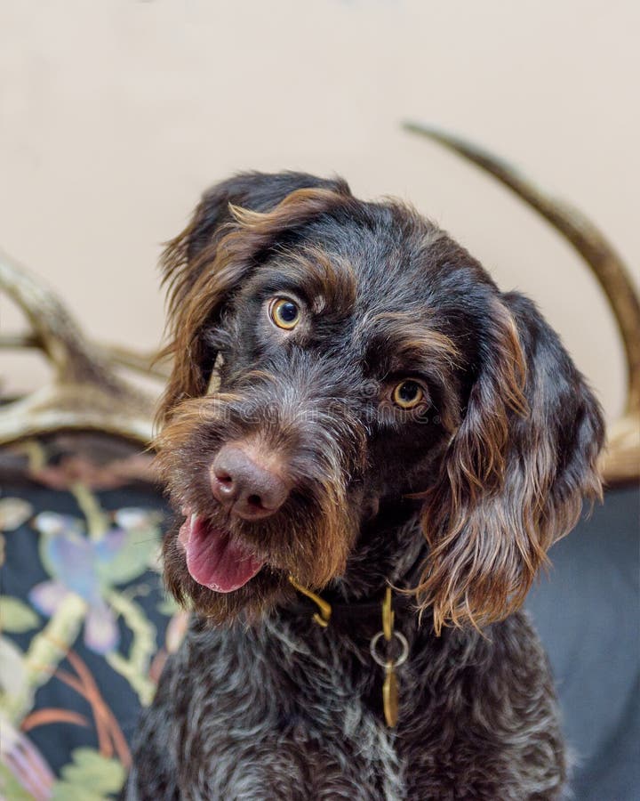 Purebred German Wire-haired Pointer Stock Image - Image of purebred ...